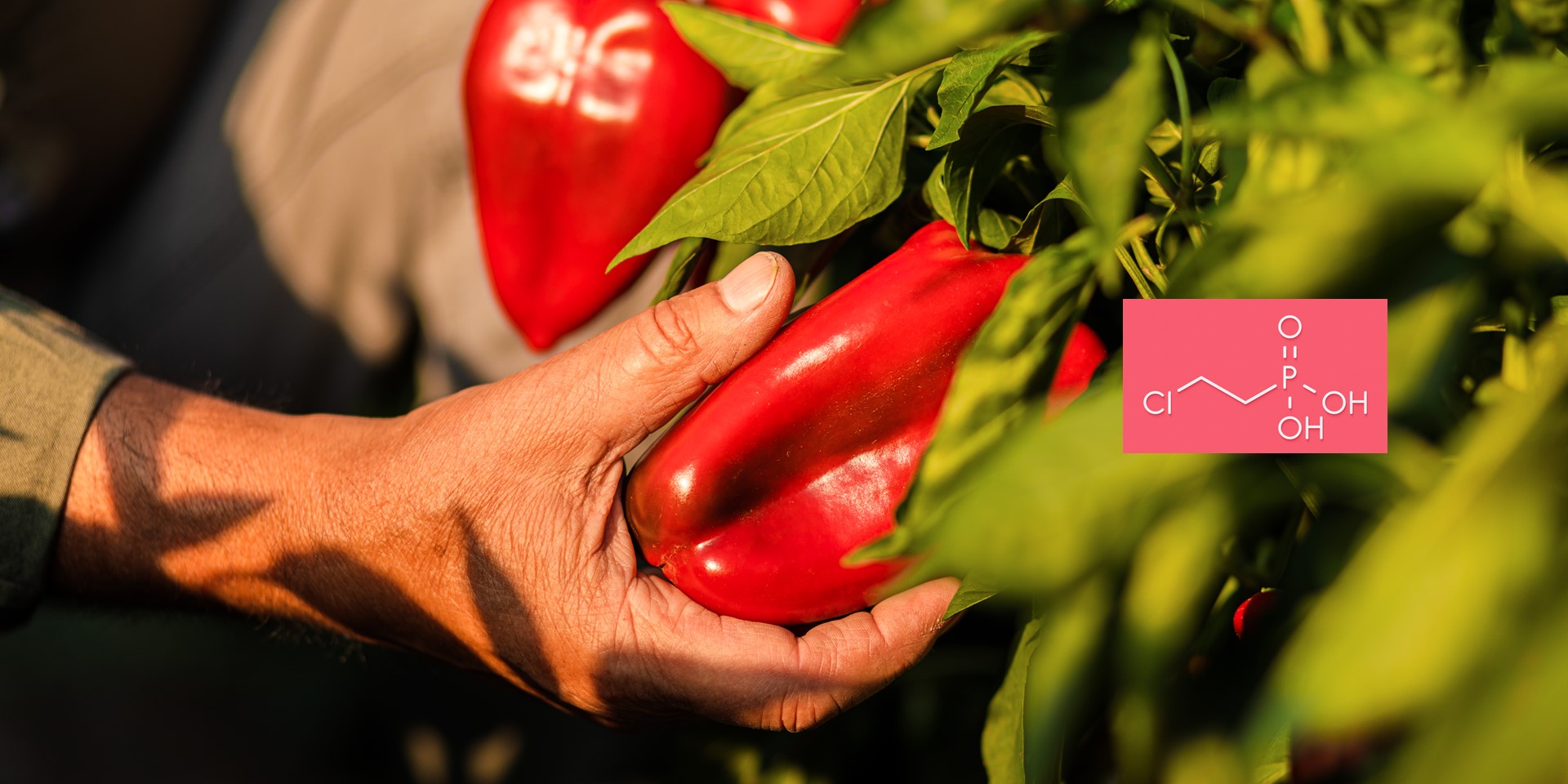 Etefon - regulator wzrostu roślin - GBA POLSKA