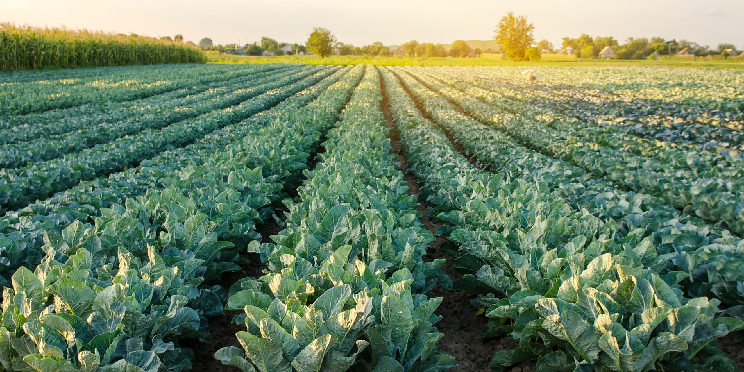 Wykrywanie fosetylu, kwasu fosfonowego i jego soli wielopozostałościową ...