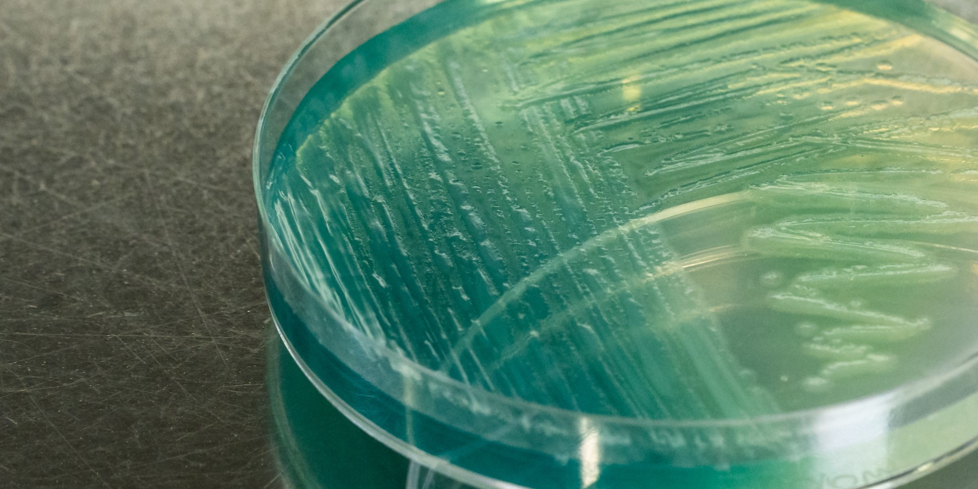 Microbiological stability of a cosmetic and its significance in the ...